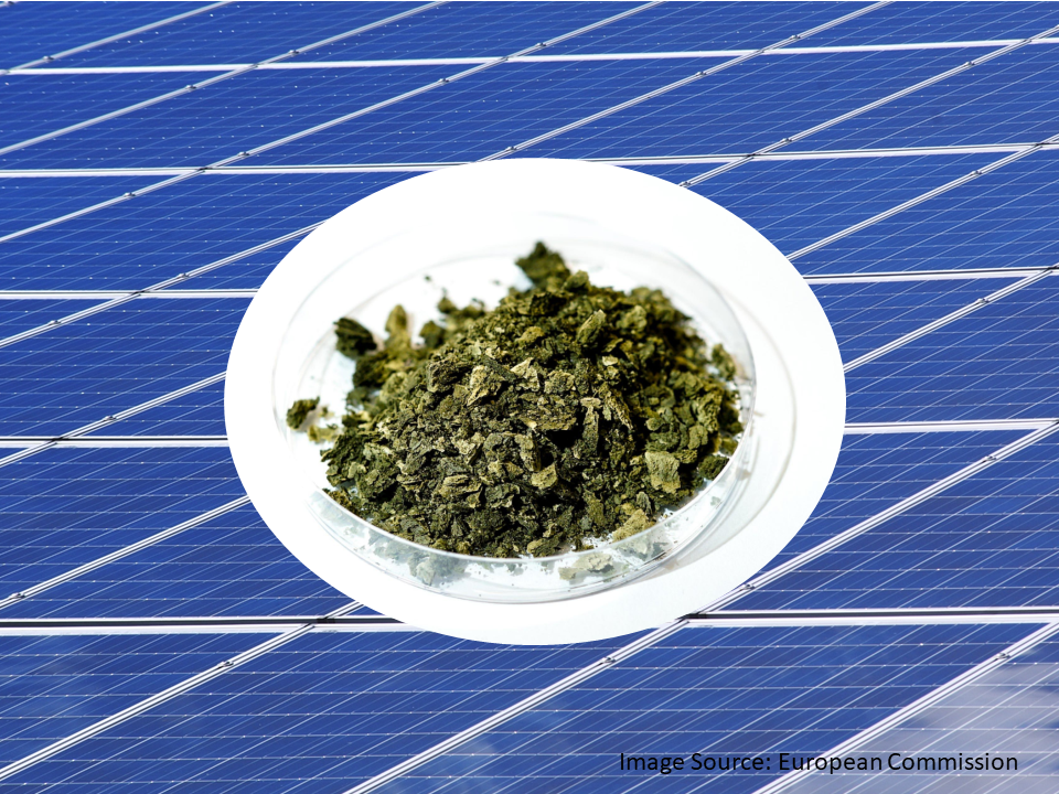 Using algae to enhance the energy efficiency of solar panels